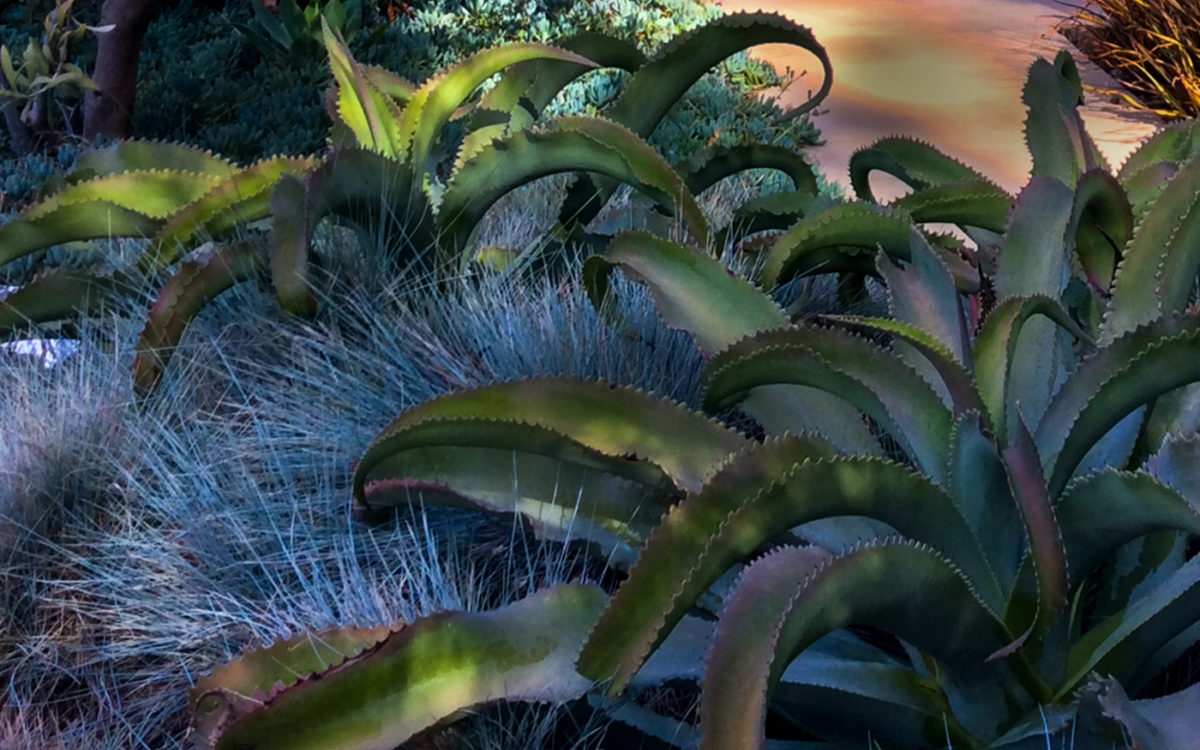 Going Wild: Native Gardening Tips for Angelenos | Neighbor2Neighbor